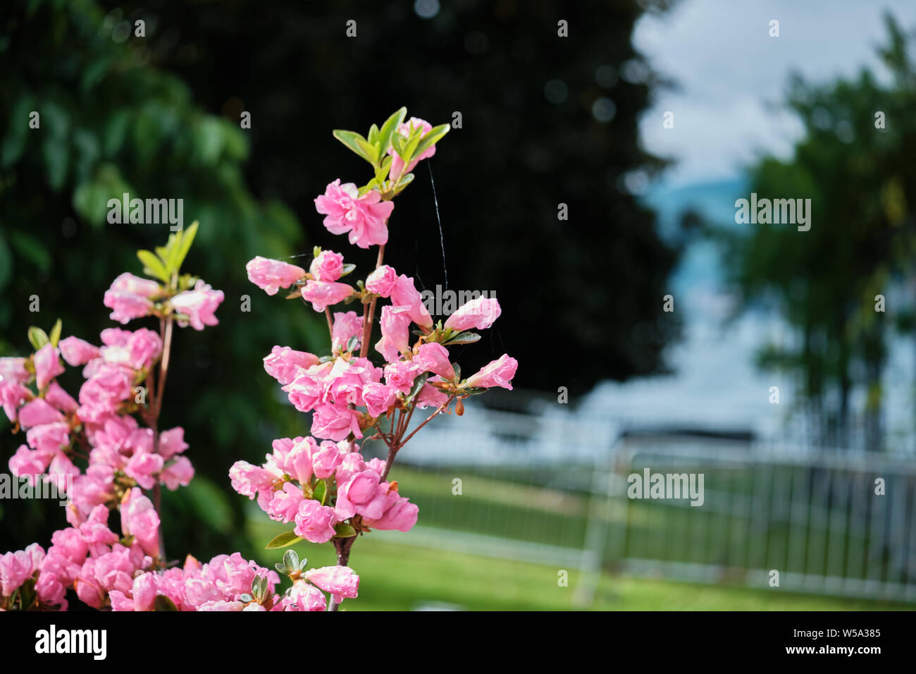Pink flowers of Azalea, little bush with a spectacular blossoming Stock ...