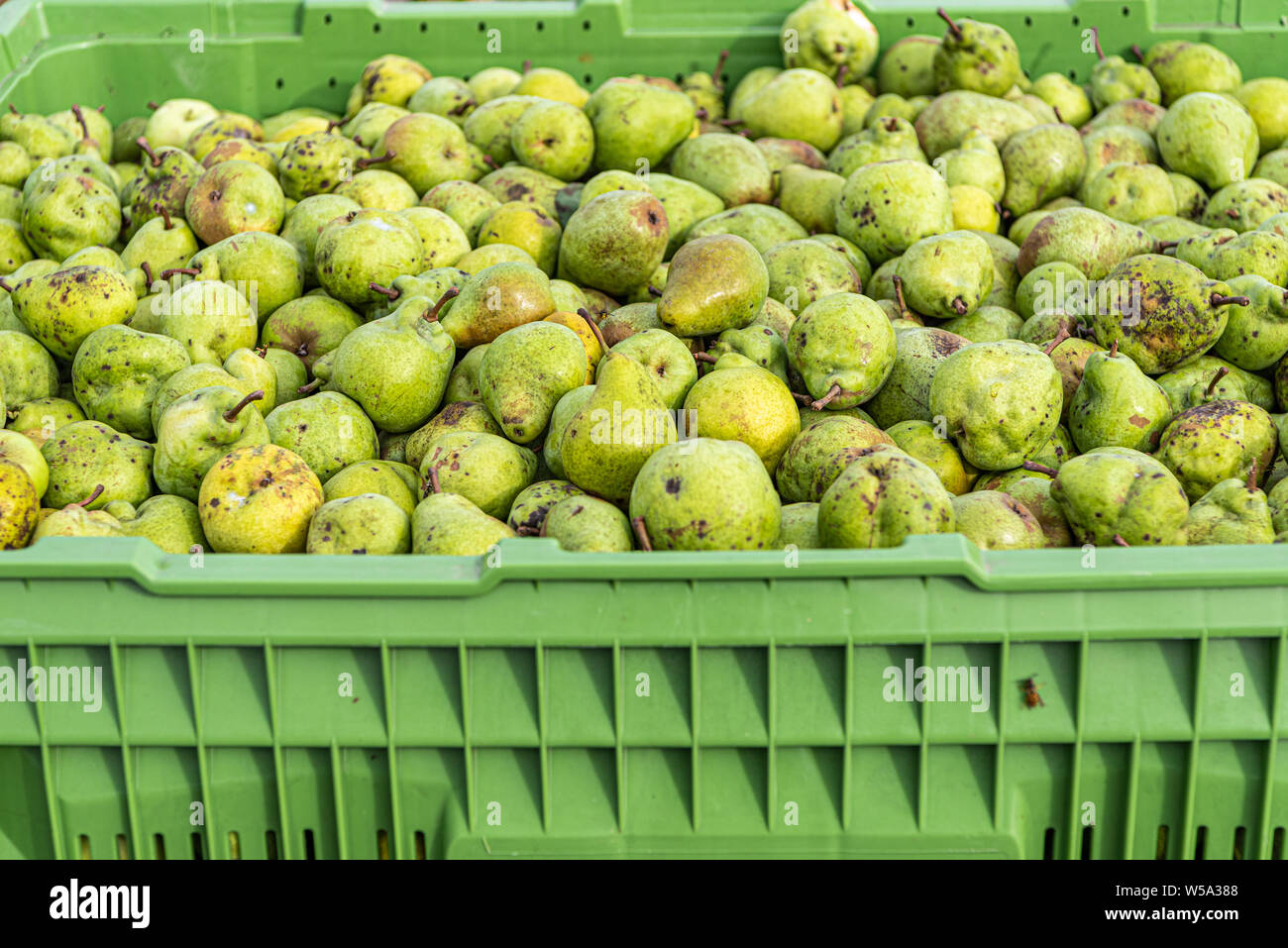 Pear tree in container hi-res stock photography and images - Alamy