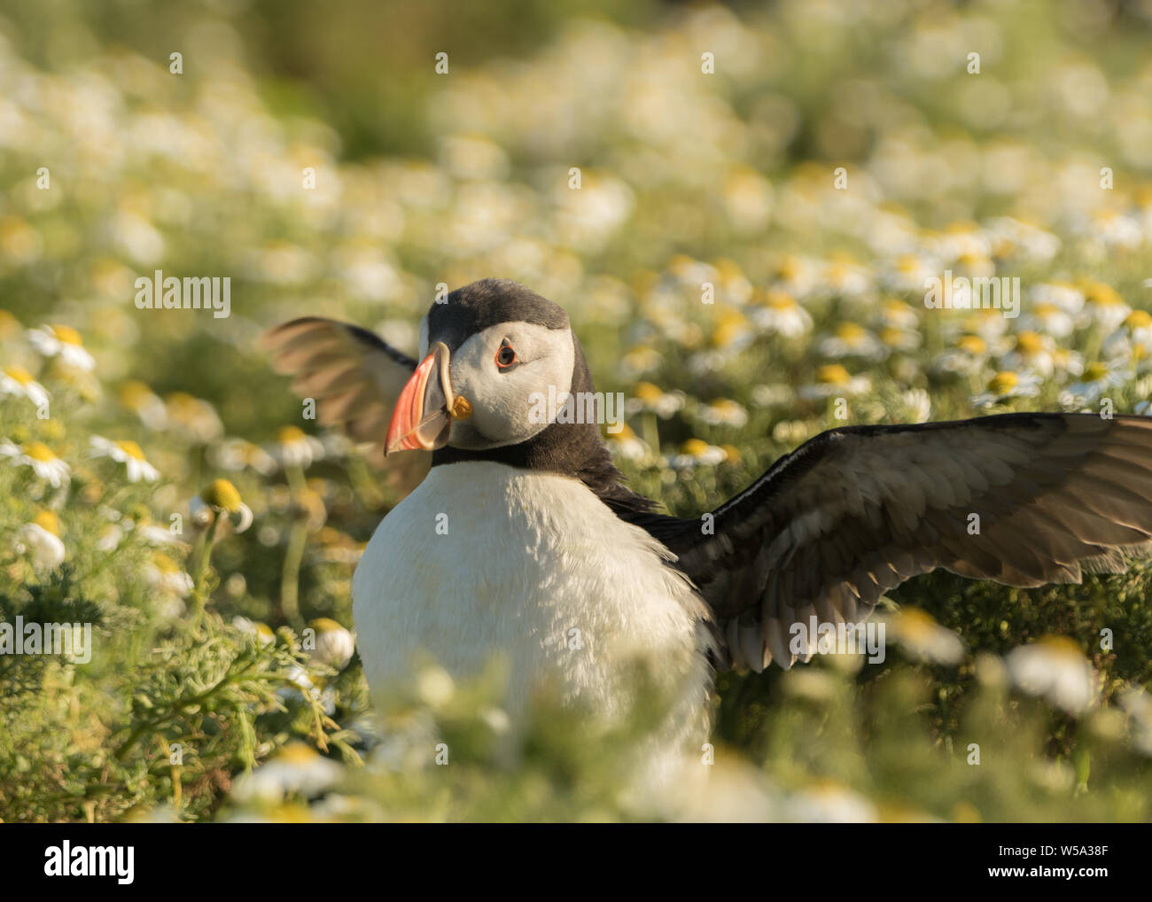 Puffins of Skomer Island Stock Photo - Alamy