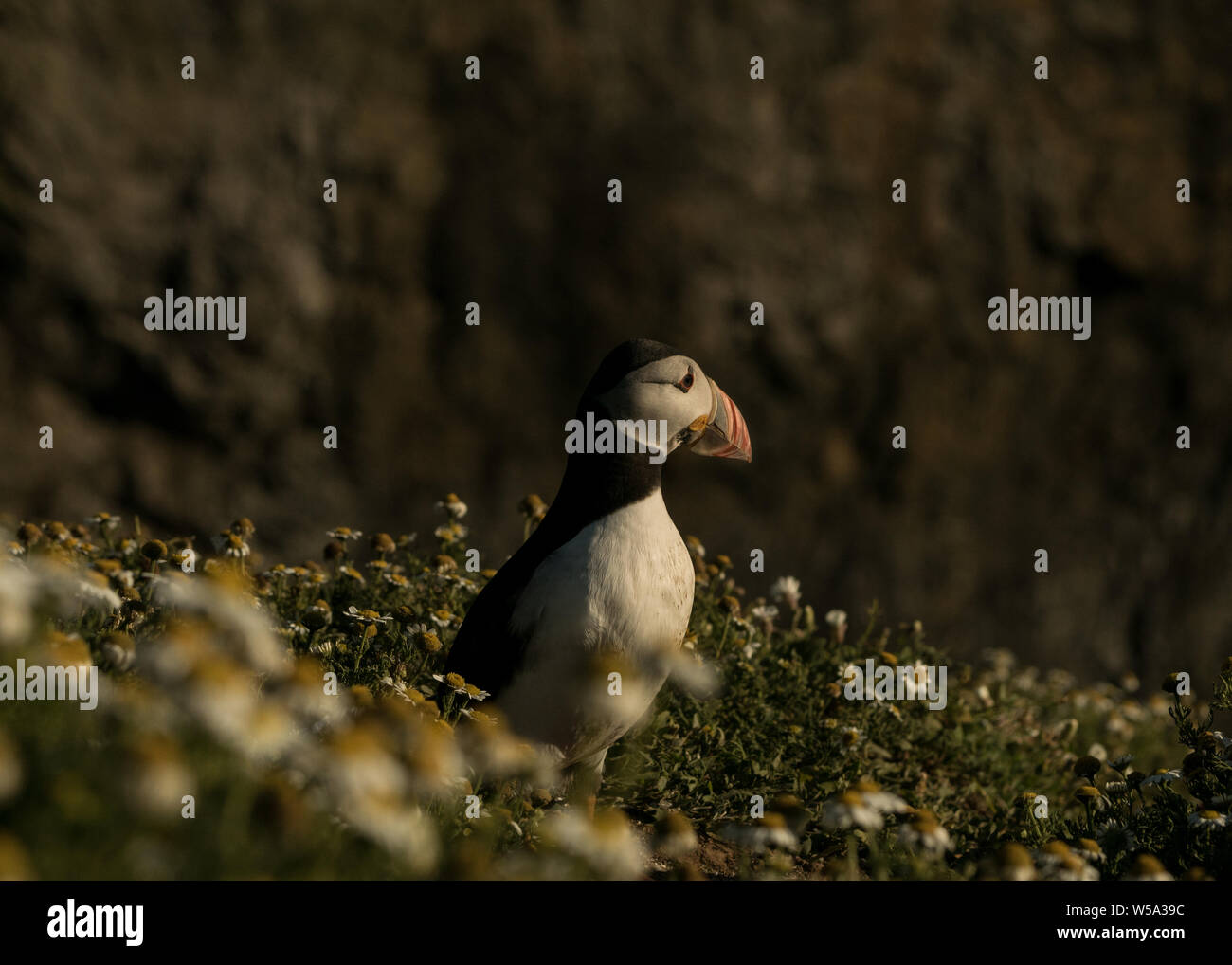 Puffins of Skomer Island Stock Photo - Alamy