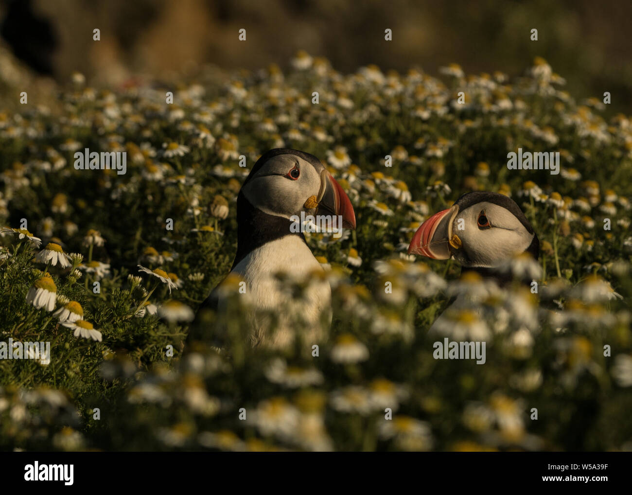 Puffins of Skomer Island Stock Photo - Alamy