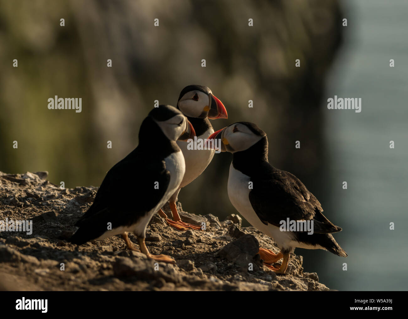 Puffins of Skomer Island Stock Photo - Alamy