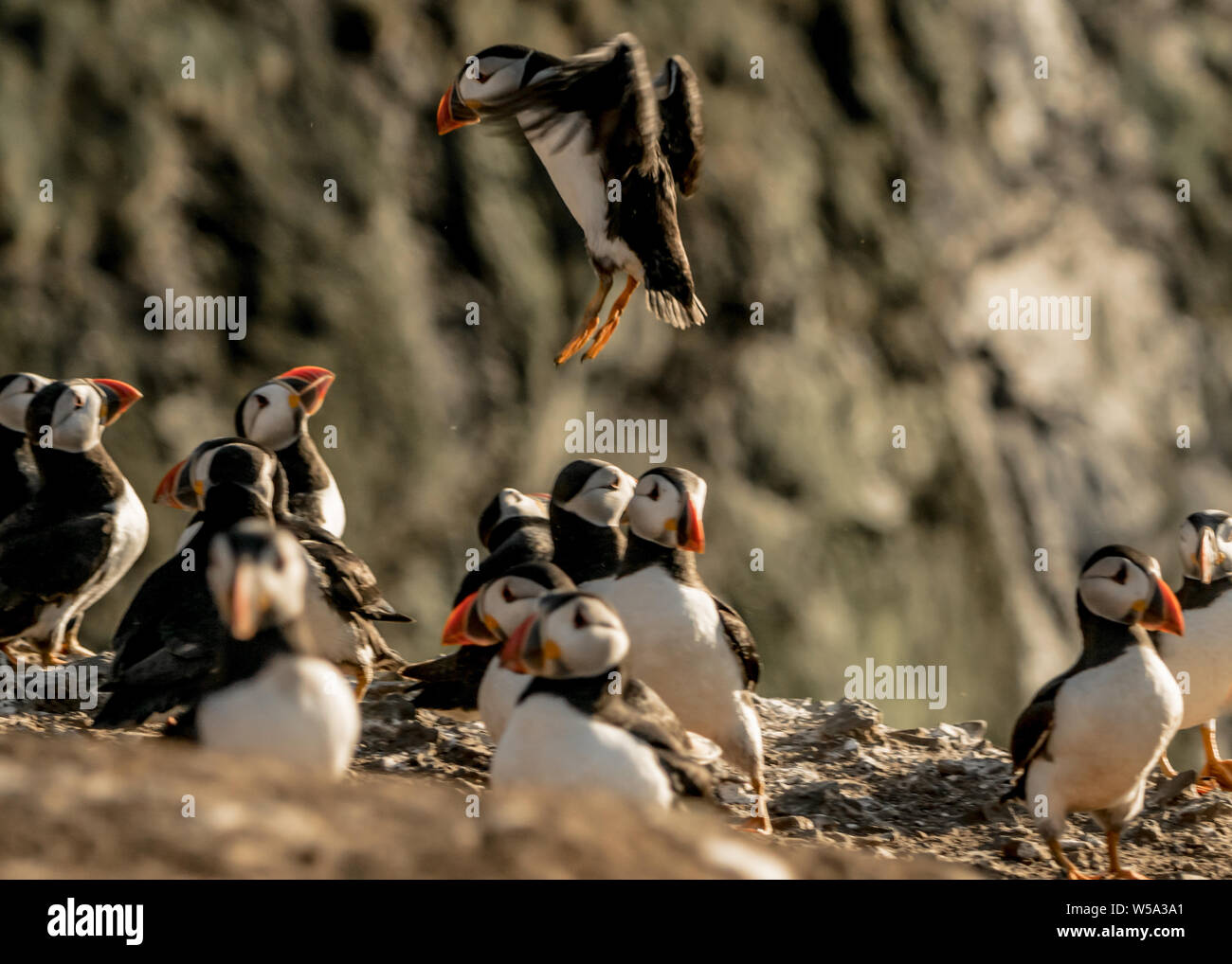 Puffins of Skomer Island Stock Photo - Alamy