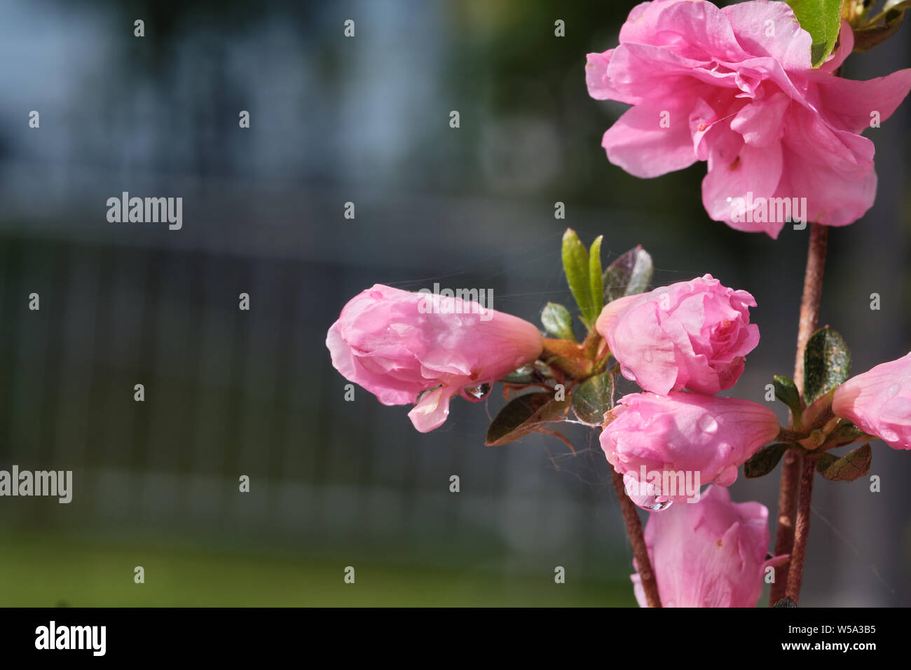 Pink flowers of Azalea, little bush with a spectacular blossoming Stock ...