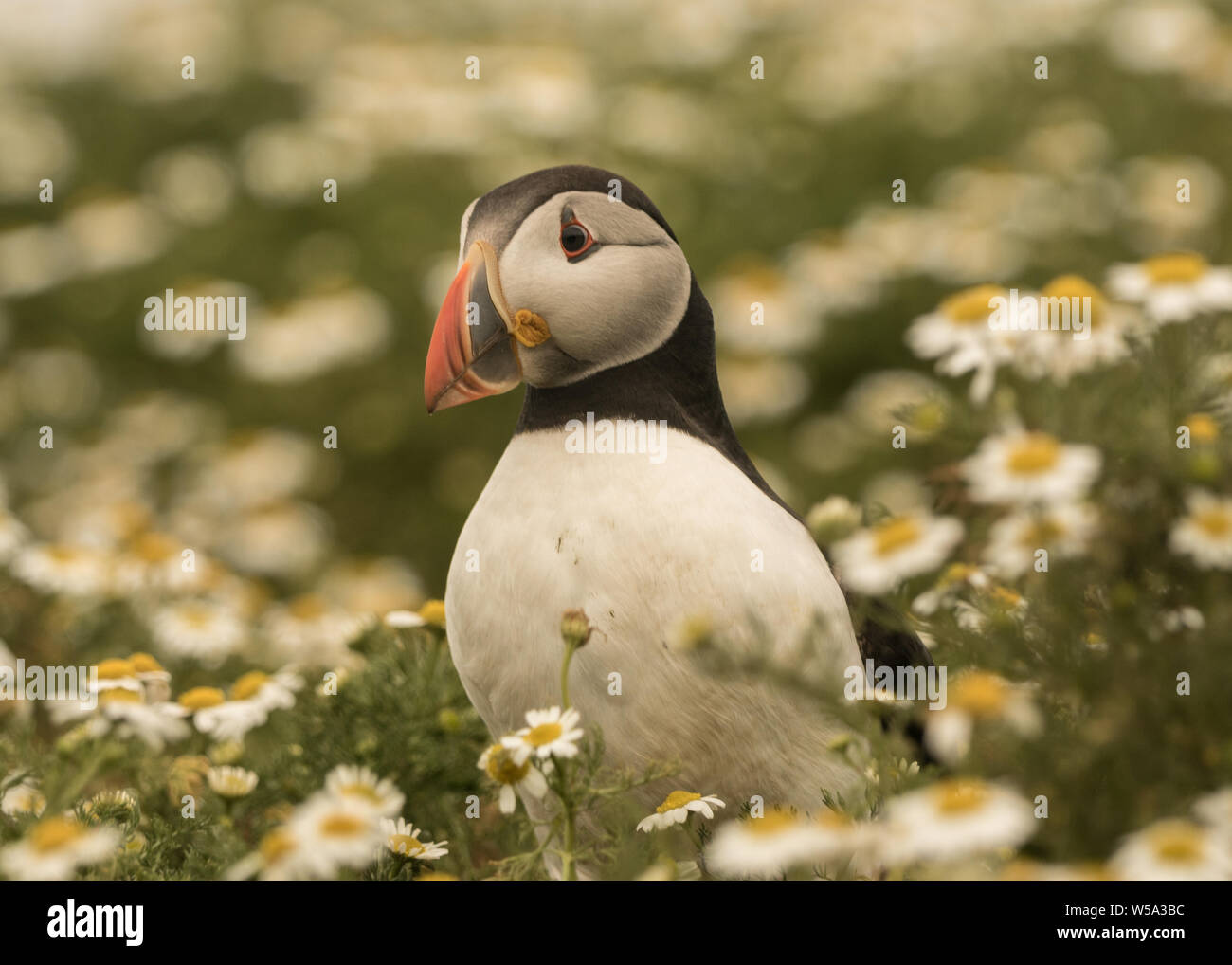 Puffins of Skomer Island Stock Photo - Alamy