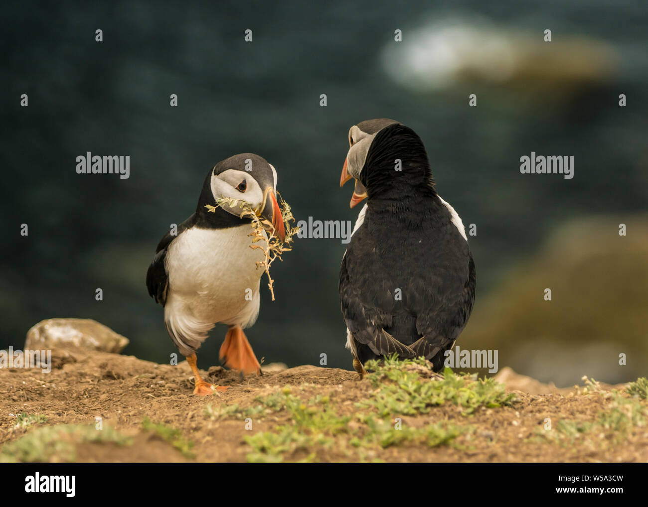 Puffins of Skomer Island Stock Photo - Alamy