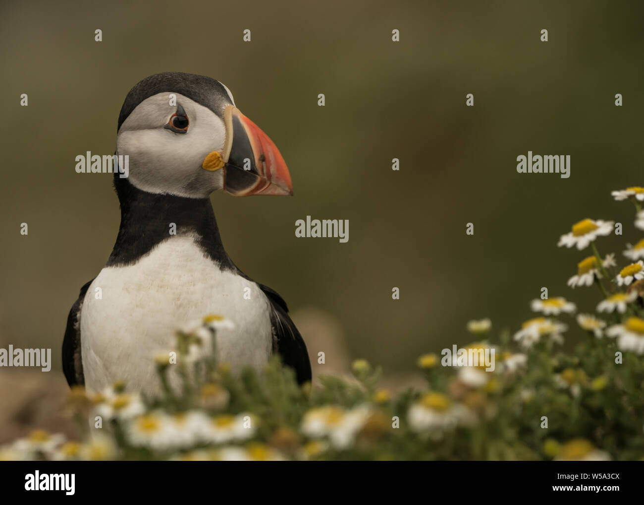 Skomer birds flying hi-res stock photography and images - Alamy