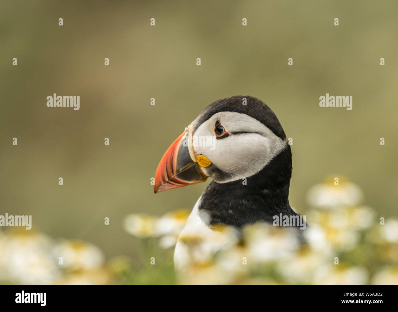Puffins of Skomer Island Stock Photo - Alamy