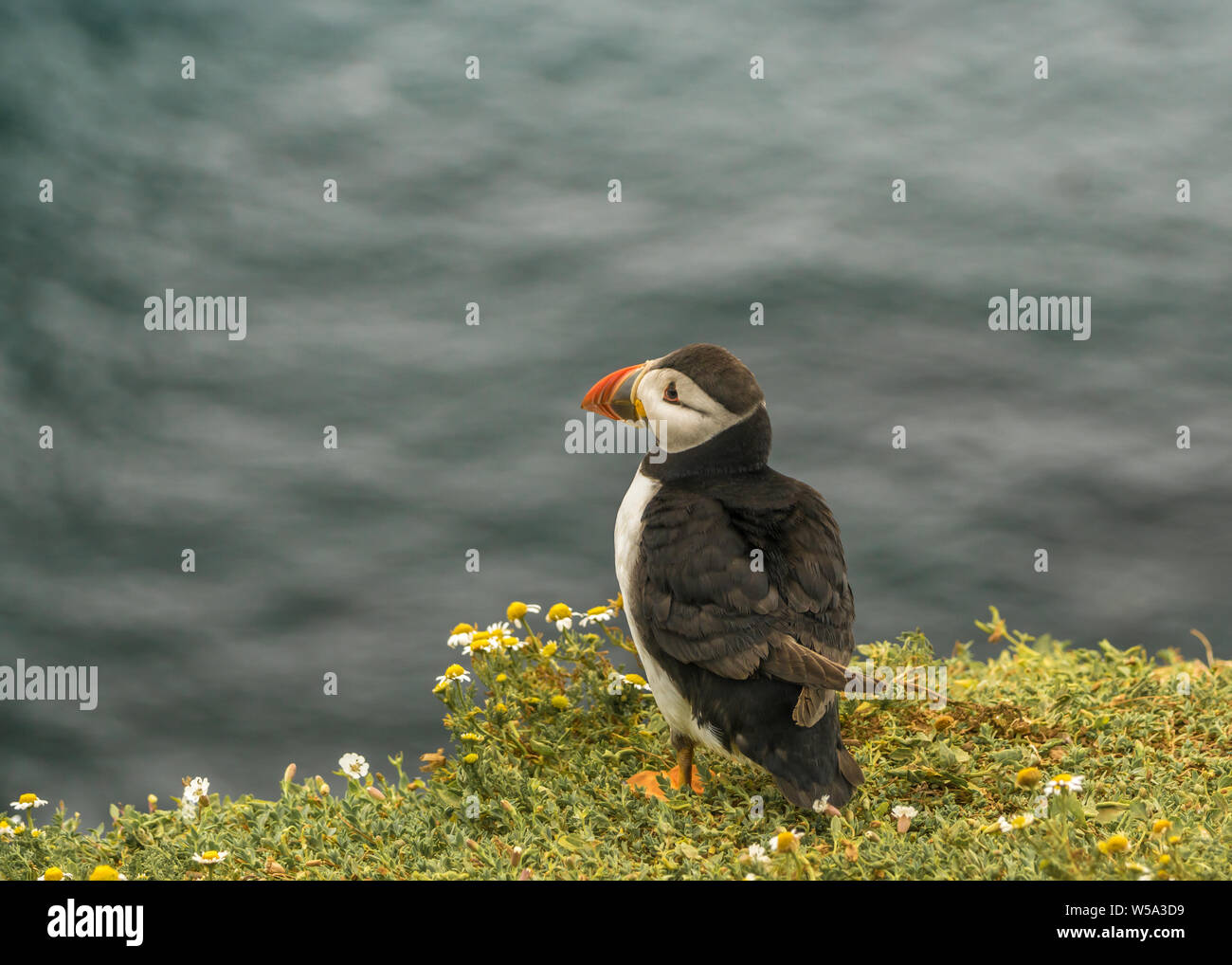 Puffins of Skomer Island Stock Photo - Alamy