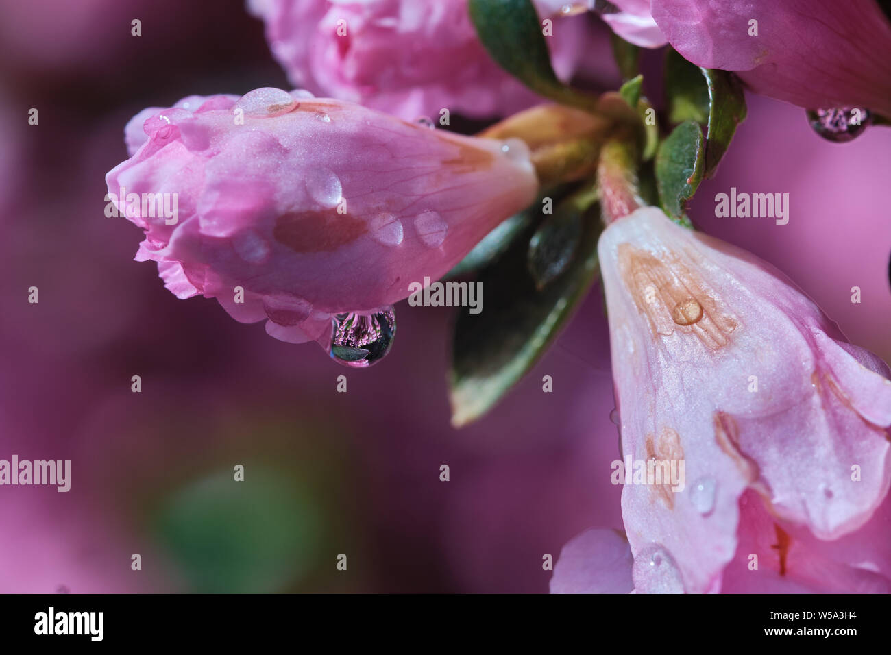 Pink flowers of Azalea, little bush with a spectacular blossoming Stock ...