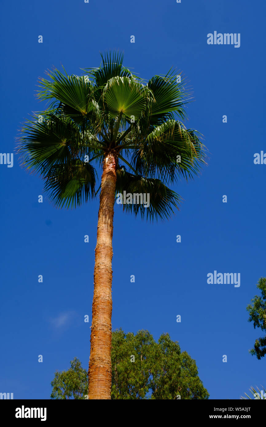 Palm tree on Canuelo Beach in Los Acantilados de Maro-Cerro Gordo ...
