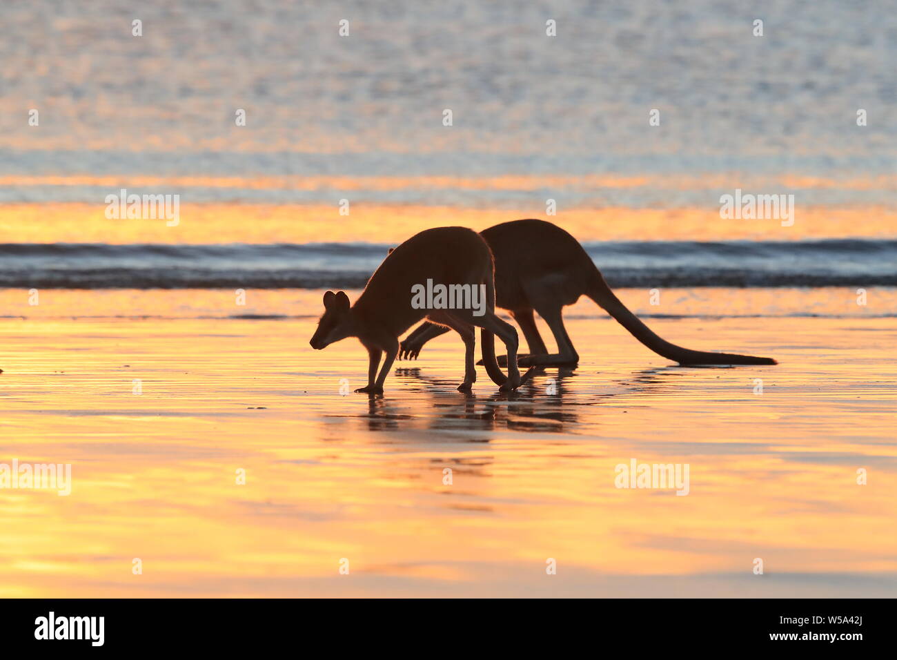 kangaroo on beach at sunrise, mackay, north queensland, australia Stock ...