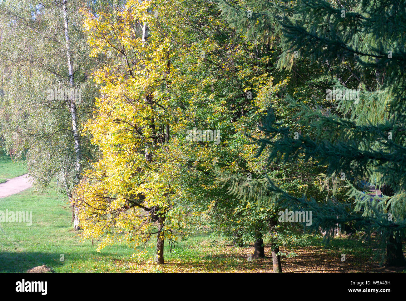 Trees at Day Stock Photo - Alamy