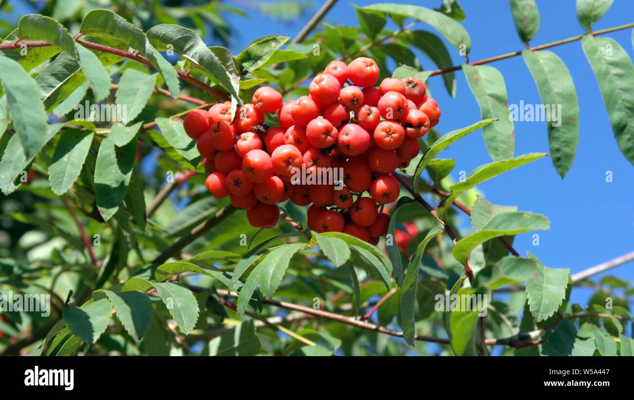 ashberry at dry sunny day Stock Photo - Alamy