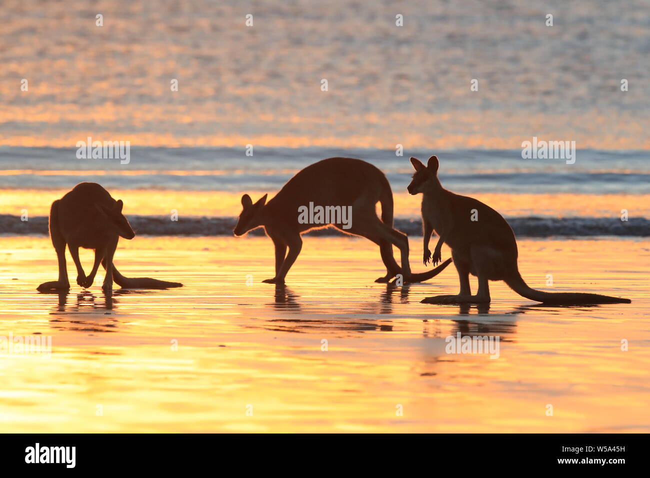 kangaroo on beach at sunrise, mackay, north queensland, australia Stock ...