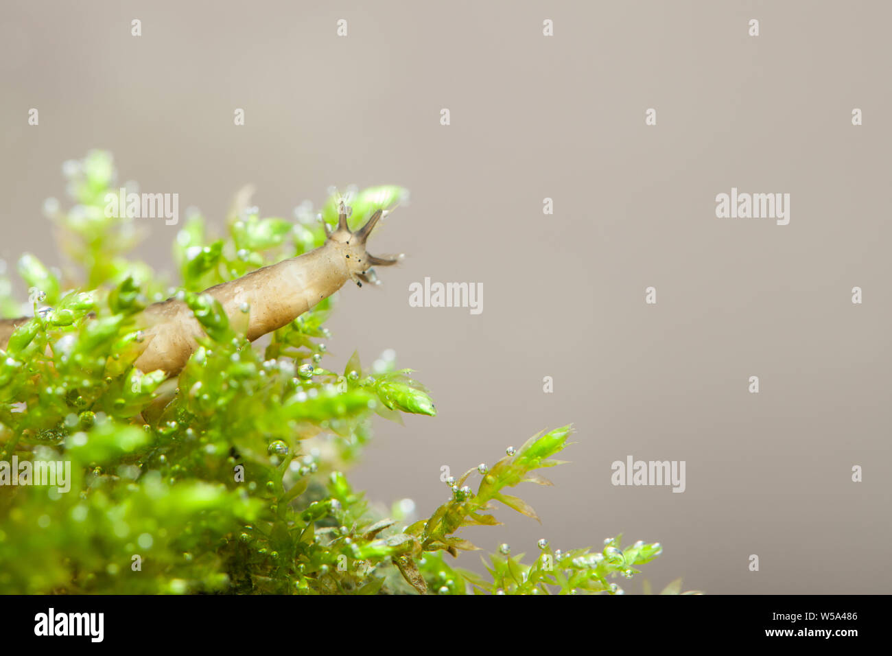 Crane fly larvae hi-res stock photography and images - Alamy