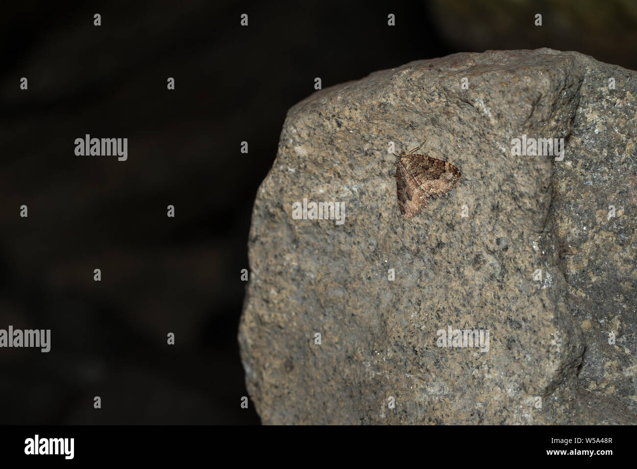 Tissue moth hibernating in a natural cave Stock Photo - Alamy