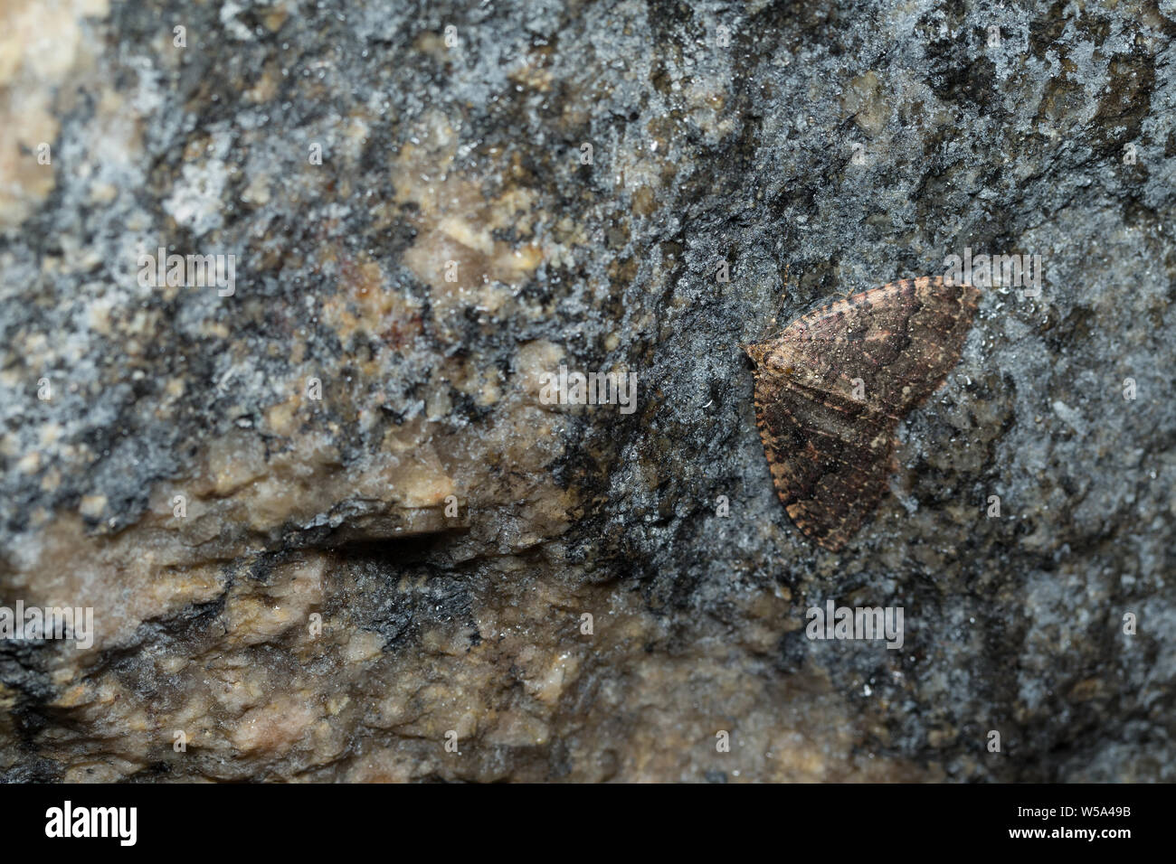 Tissue moth hibernating in a natural cave Stock Photo - Alamy