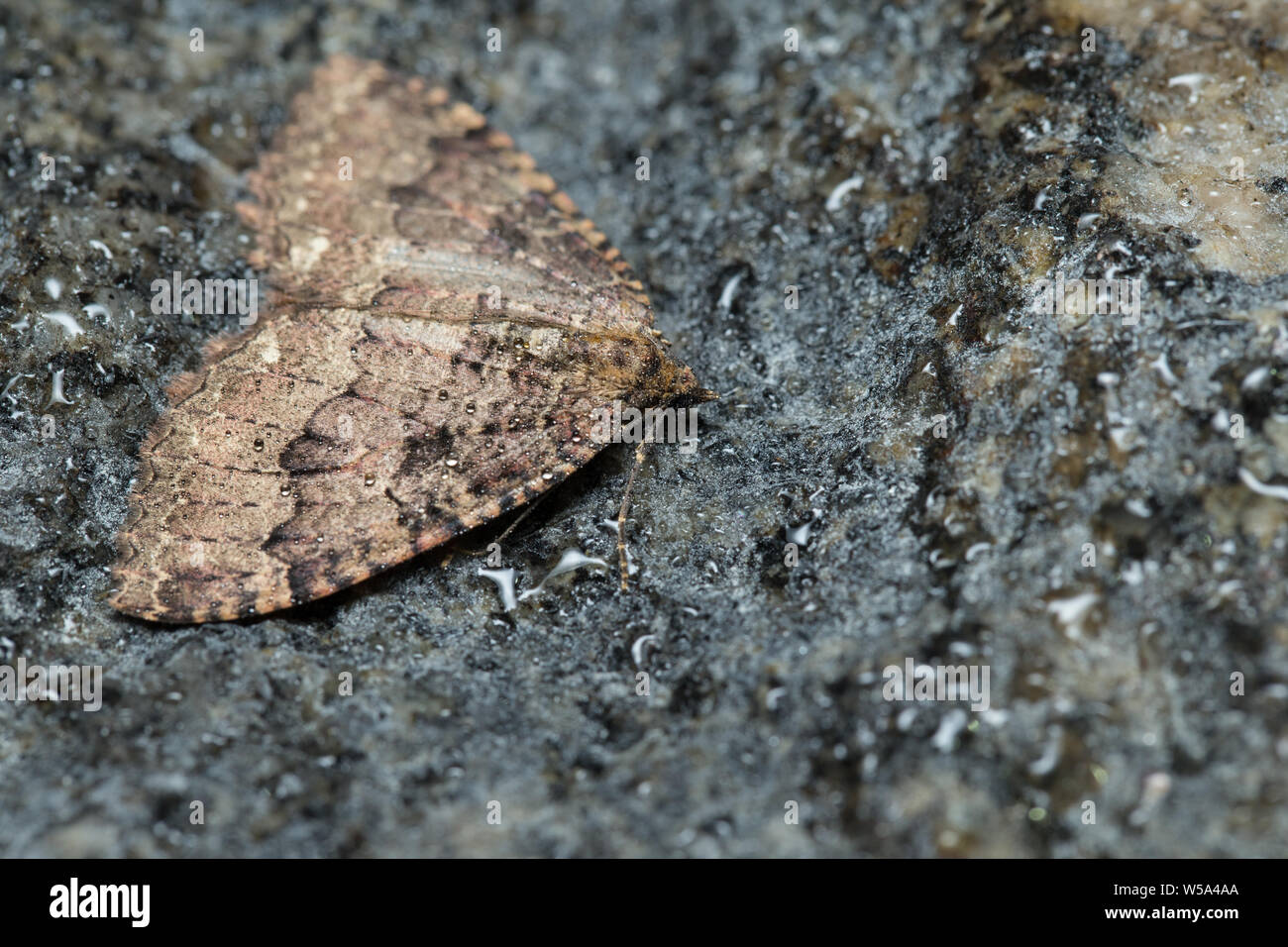 Moth in a cave hi-res stock photography and images - Alamy