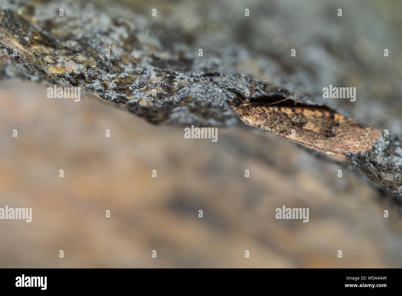 Tissue moth hibernating in a natural cave Stock Photo - Alamy