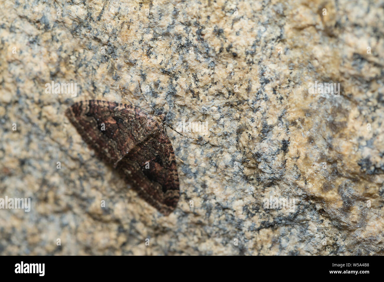 Moth In A Cave High Resolution Stock Photography and Images - Alamy