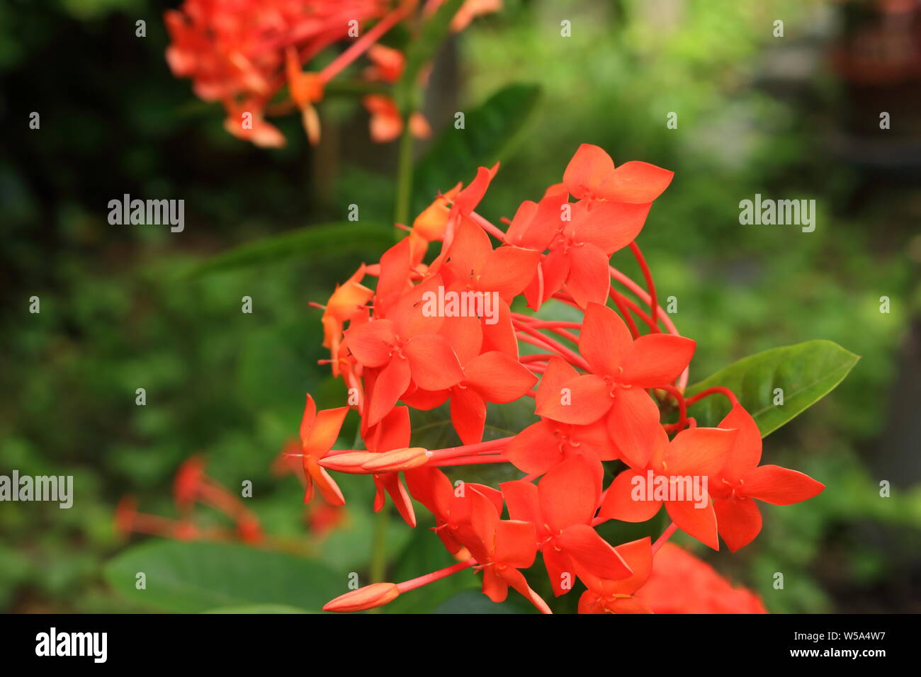 Orange flower spike hi-res stock photography and images - Alamy