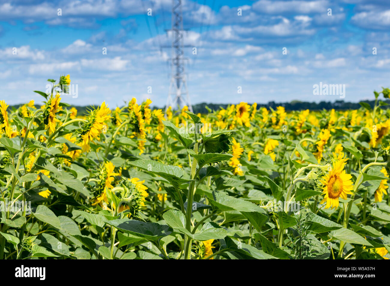 Sunflower field crossed with high voltage power line Stock Photo - Alamy