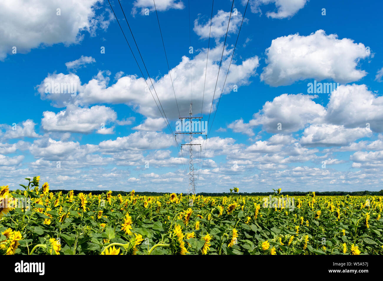 Sunflower field crossed with high voltage power line Stock Photo - Alamy