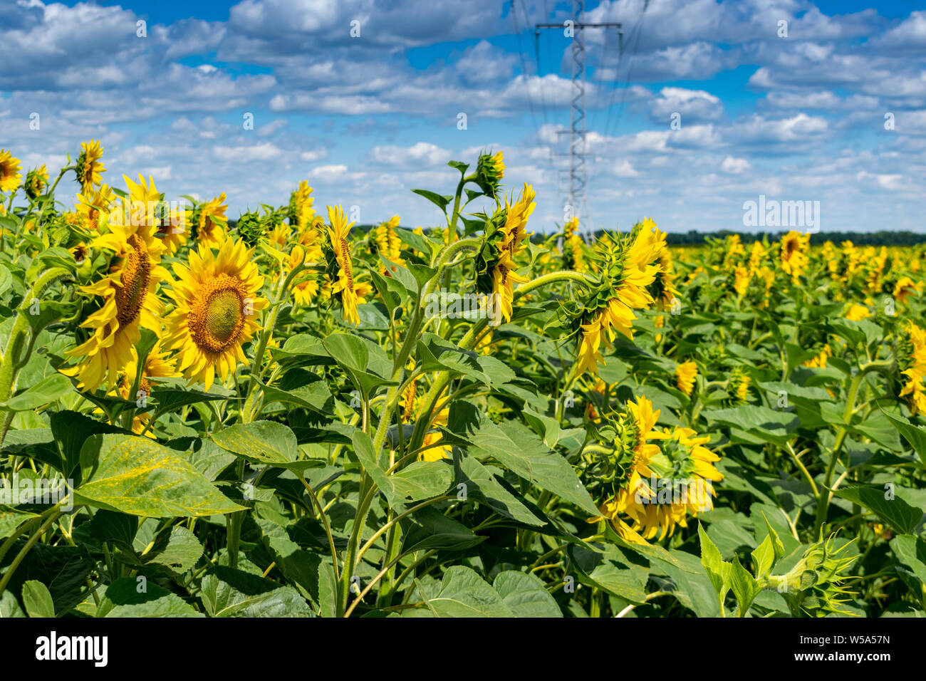 Sunflower field crossed with high voltage power line Stock Photo - Alamy