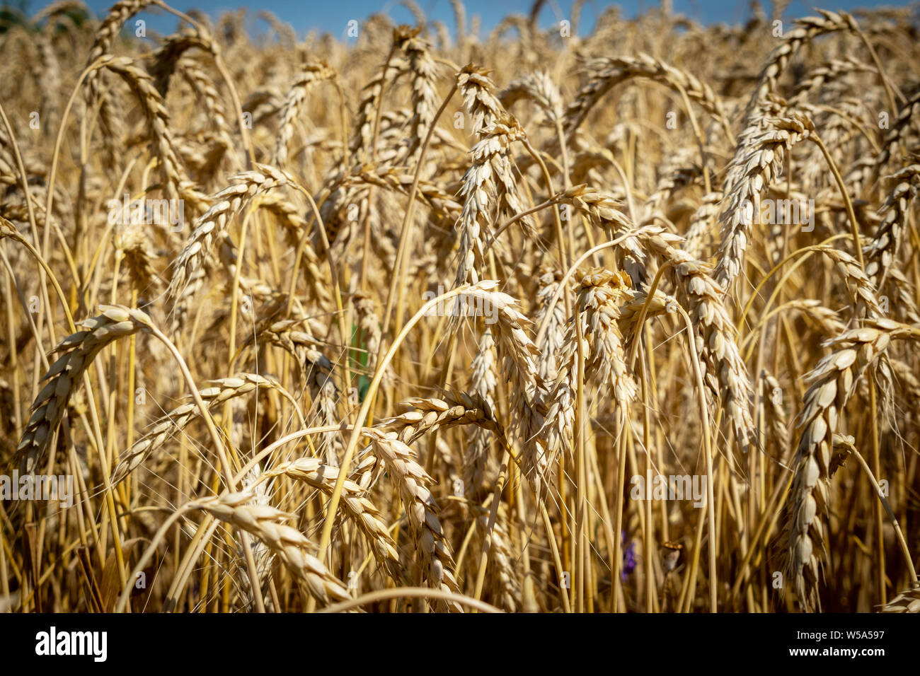 Field of ripe wheat ready for harvesting Stock Photo - Alamy