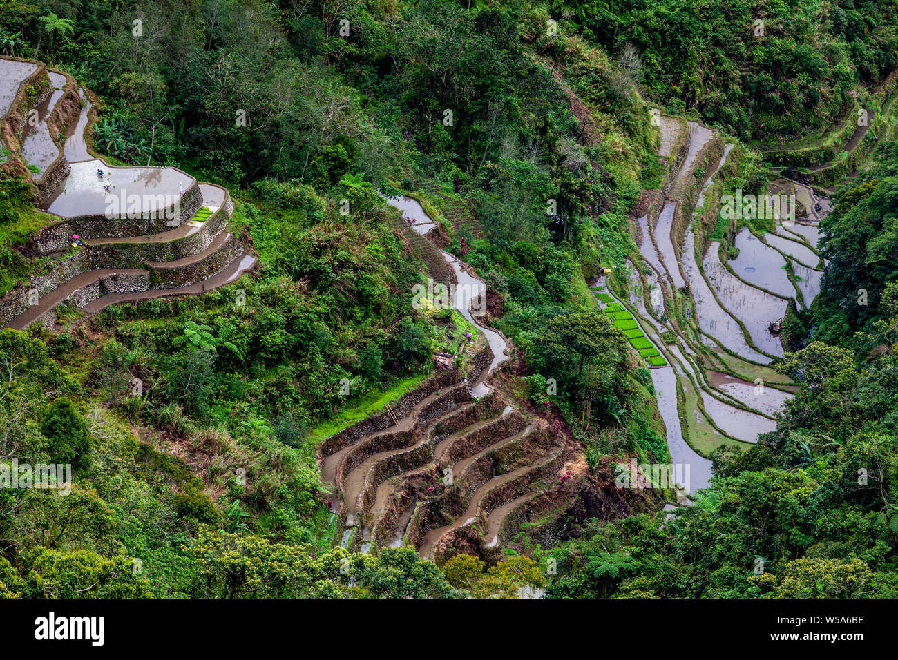 Rice Terraces near Batad, The Cordilleras, Luzon, The Philippines Stock ...