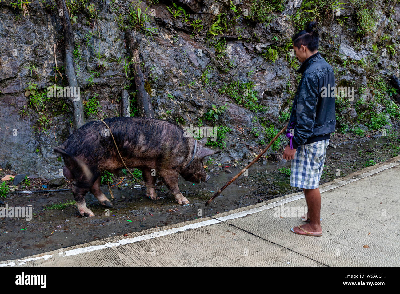 Pig stick hi-res stock photography and images - Alamy