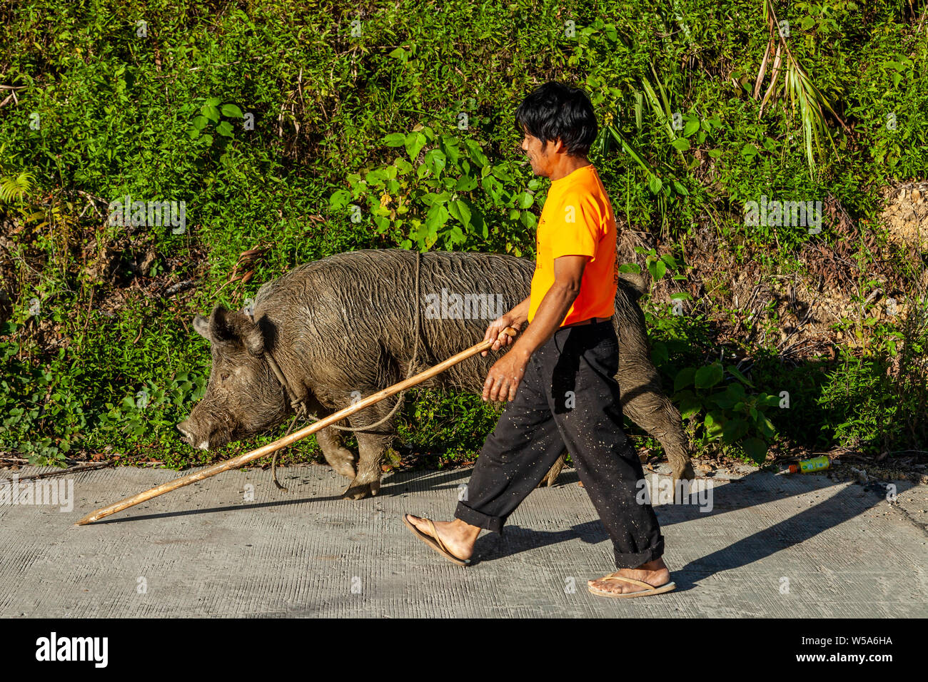 Pig on a stick hi-res stock photography and images - Alamy