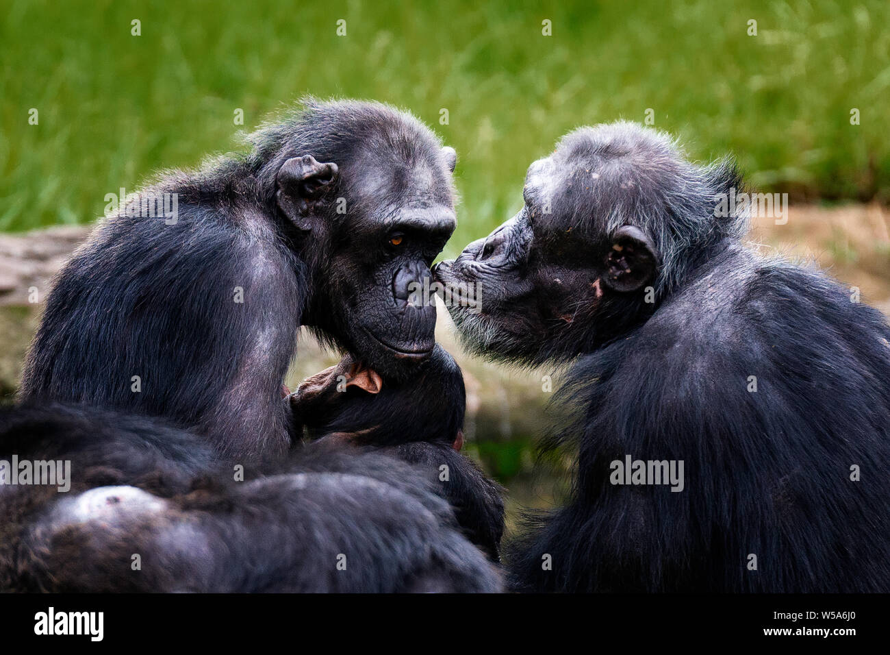 Chimpanzee group hi-res stock photography and images - Alamy