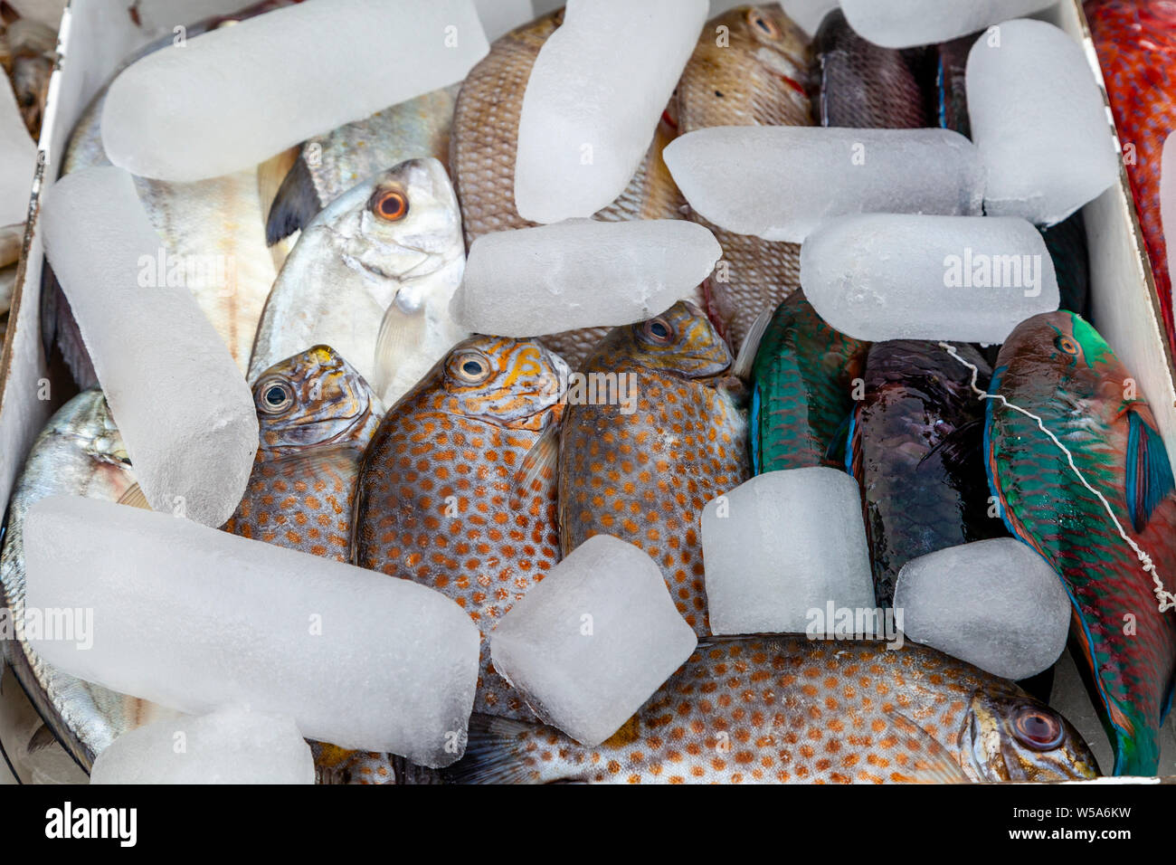 Fresh Seafood Displayed Outside A Beachfront Restaurant, Alona Beach ...
