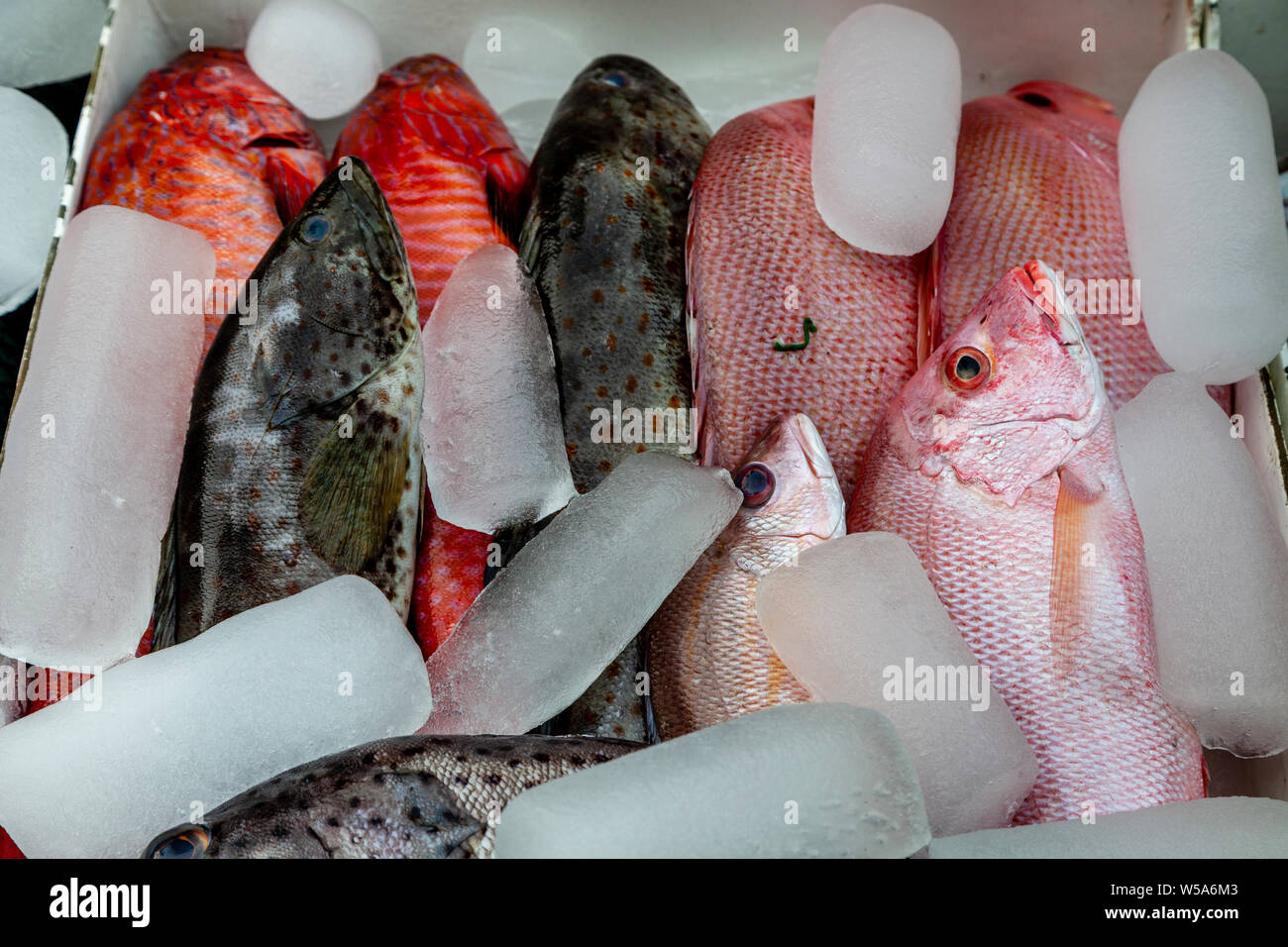 Fresh Seafood Displayed Outside A Beachfront Restaurant, Alona Beach ...