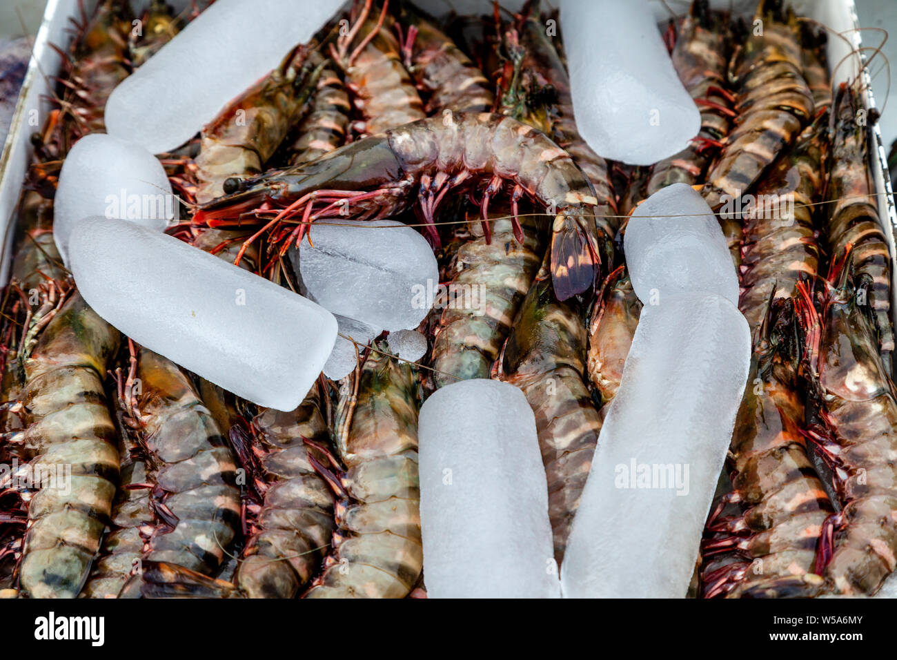 Fresh Seafood Displayed Outside A Beachfront Restaurant, Alona Beach ...