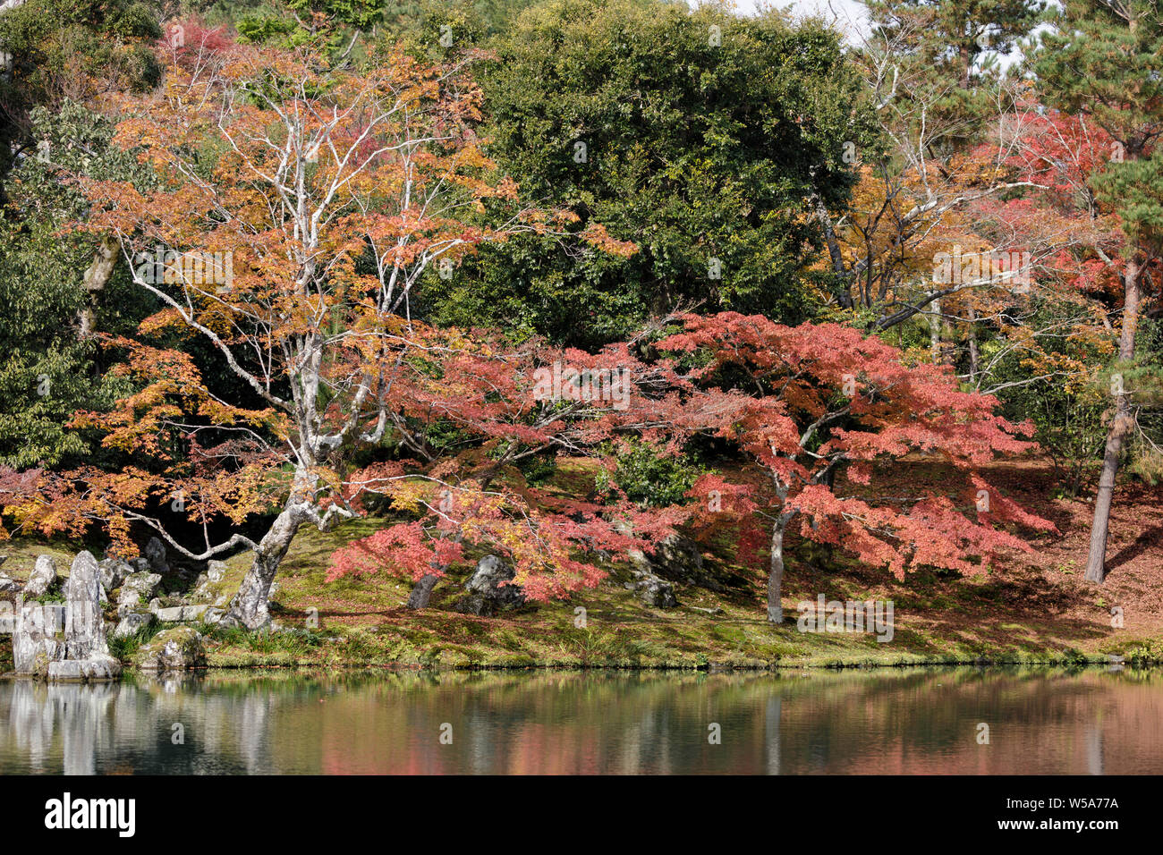 Autumn colours in Tenryu-ji Temple, Kyoto, Japan Stock Photo - Alamy