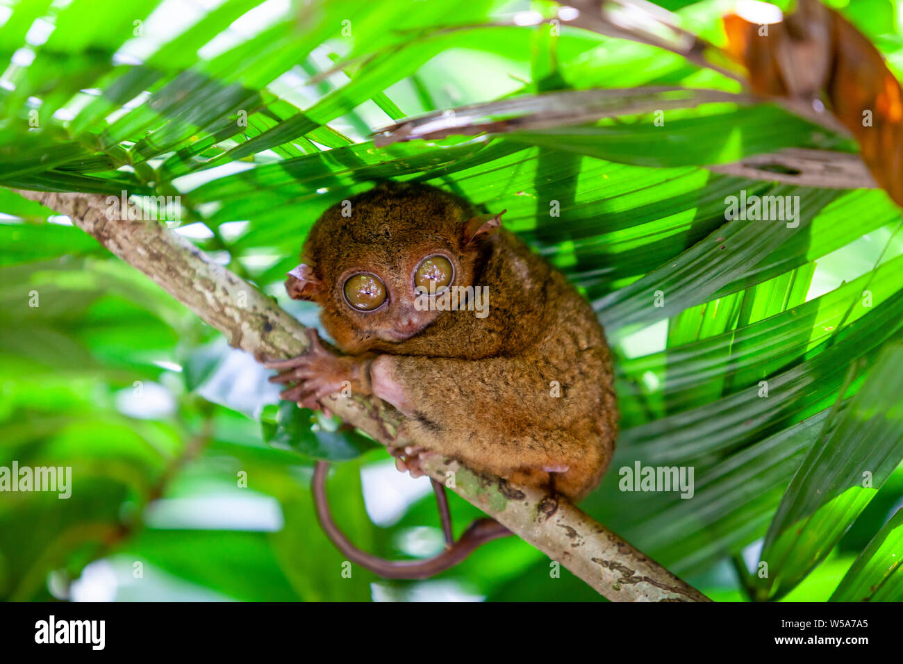 The Philippine Tarsier and Wildlife Sanctuary, Bohol, The Philippines ...