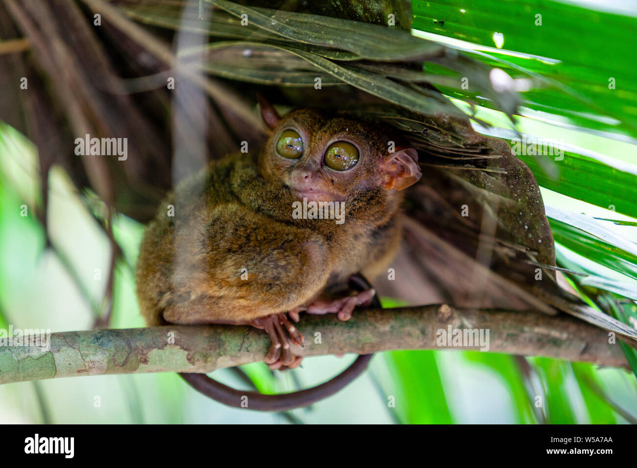 Cute Philippine Tarsier