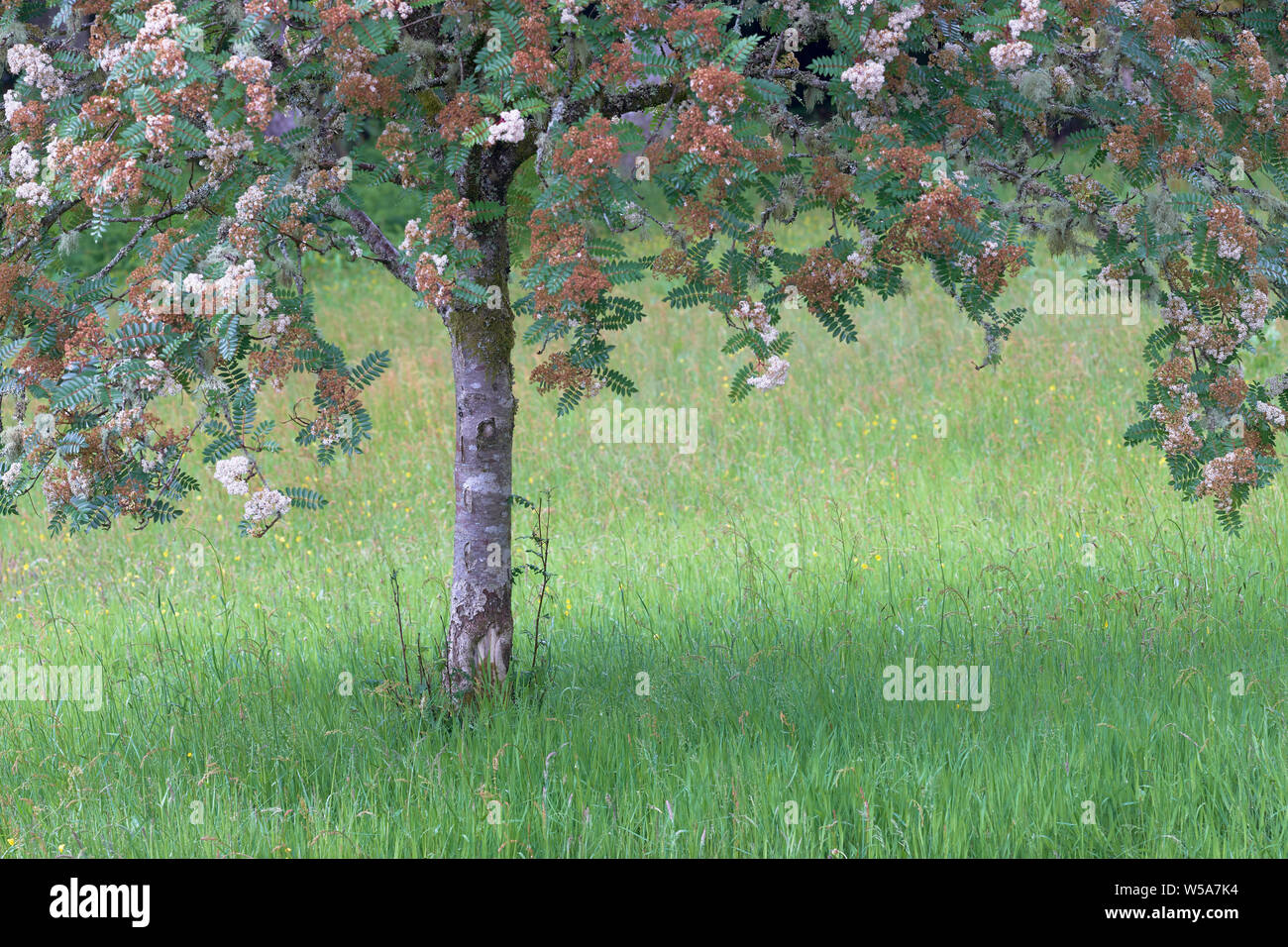 Rowan tree scotland hi-res stock photography and images - Alamy