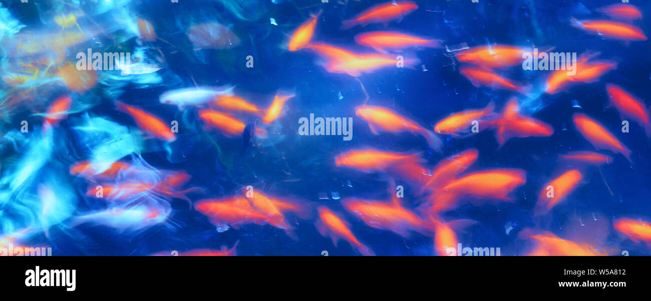 orange fish swimming against blue abstract background Stock Photo - Alamy