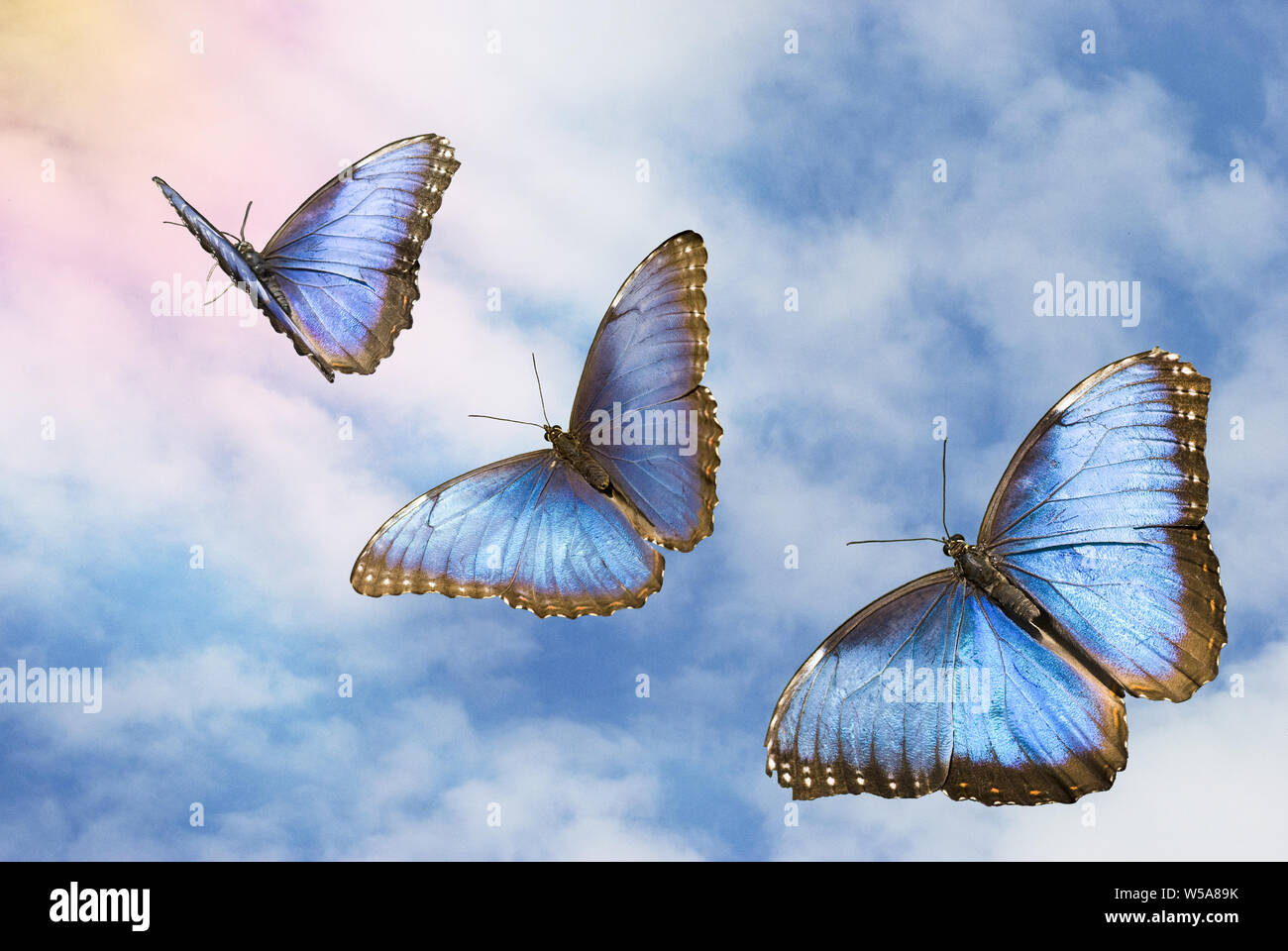 three beautiful tropical butterflies flutter in the mystical blue sky ...