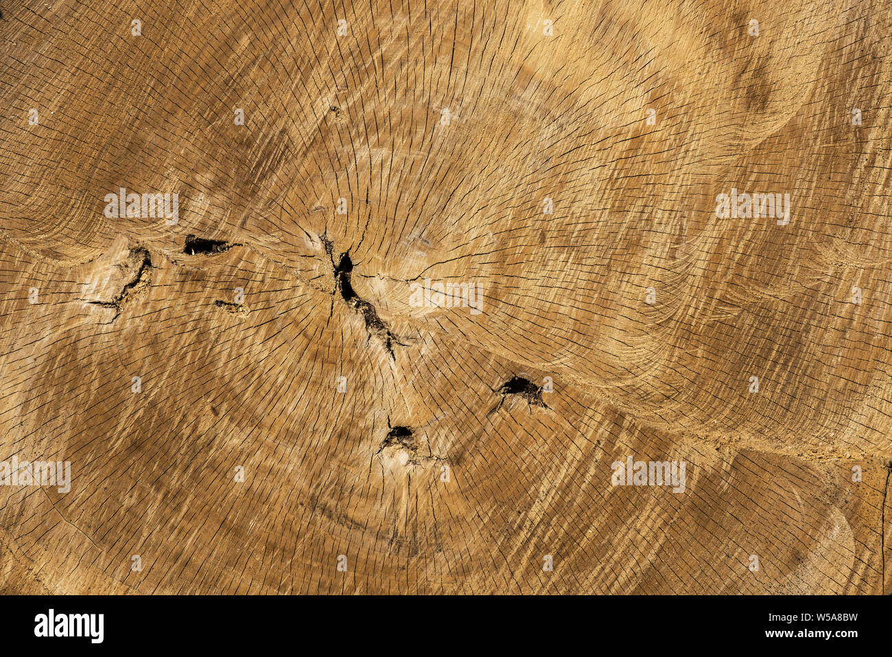brown background of a section of a large tree with evidence of the ...