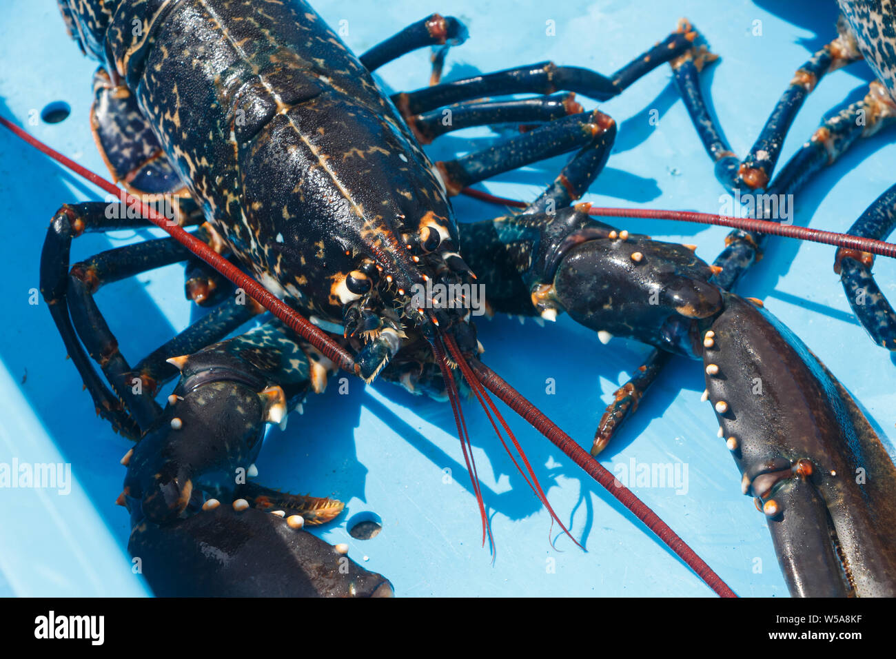 Lobster in a box hi-res stock photography and images - Alamy