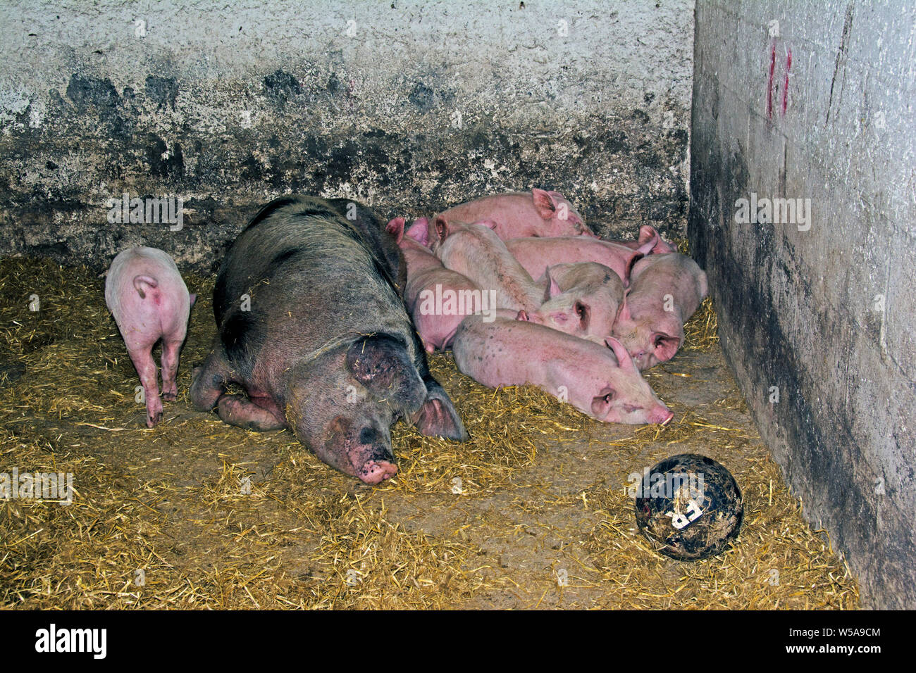 Large White Sow High Resolution Stock Photography and Images - Alamy
