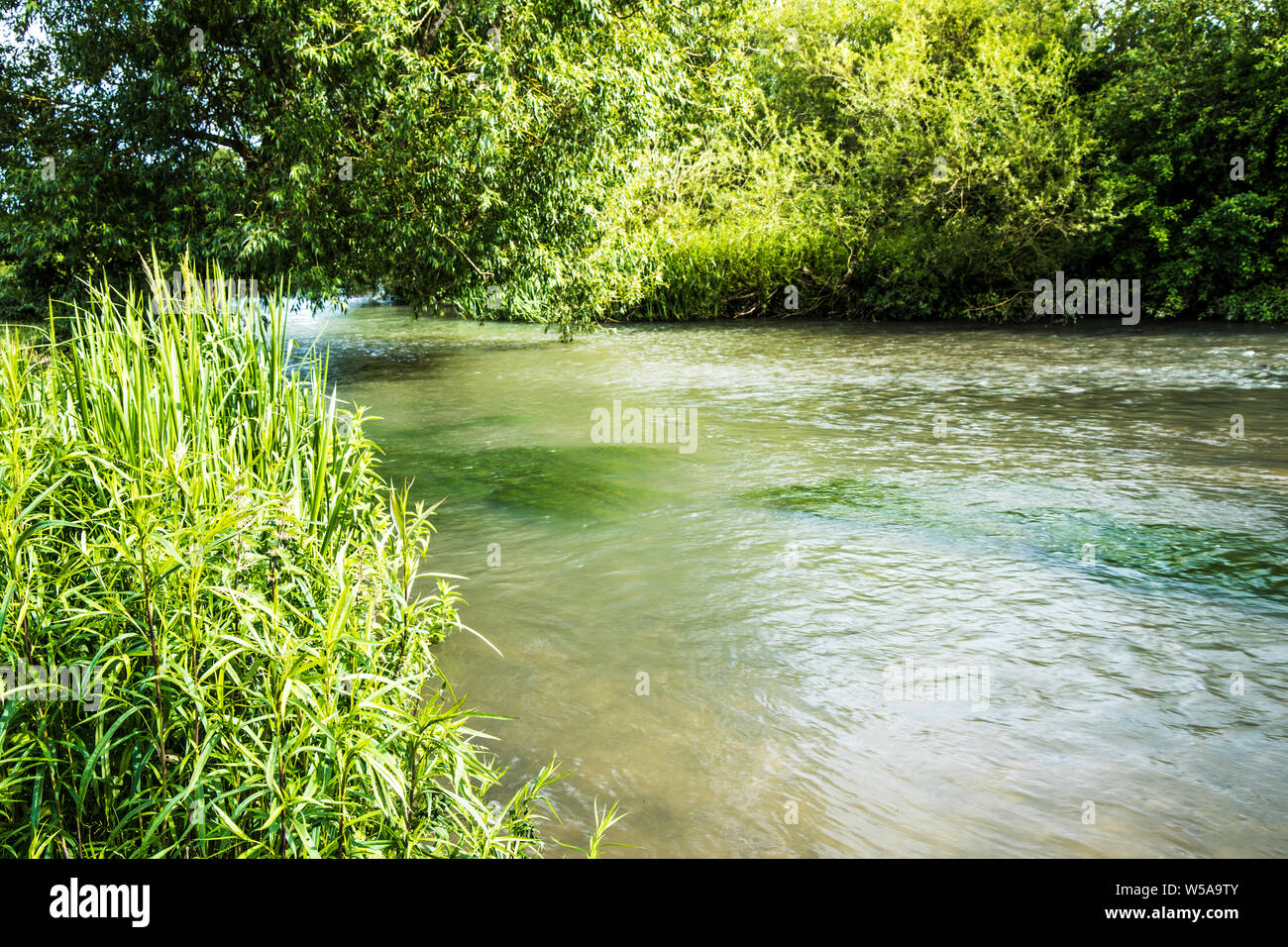 The River Windrush in summer in the Cotswolds Stock Photo - Alamy