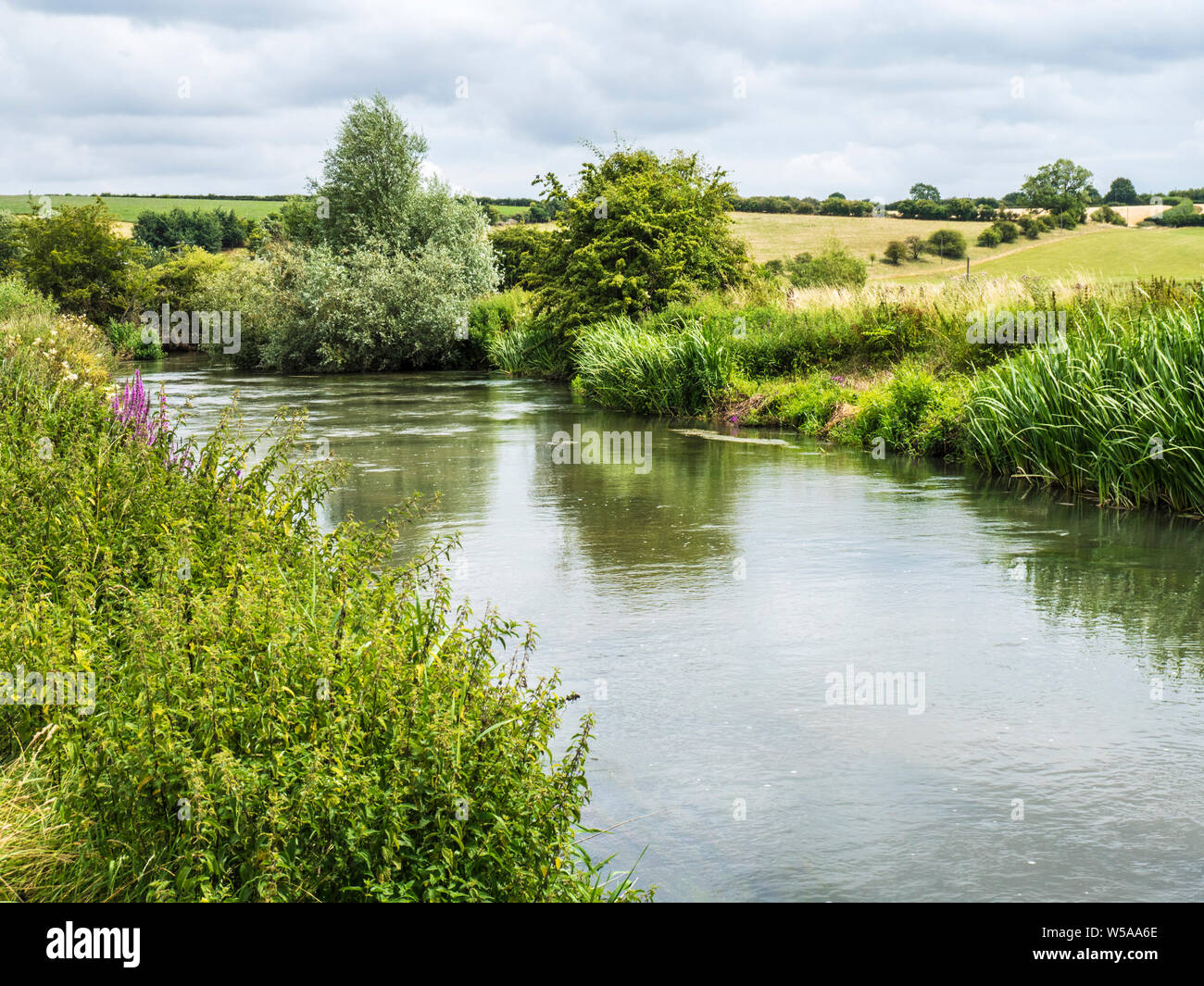 The River Windrush in summer in the Cotswolds Stock Photo - Alamy