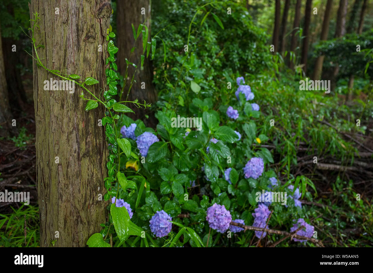 Hydrangea japan forest hi-res stock photography and images - Alamy