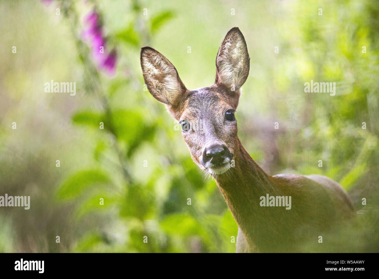 Curious Roe Deer Stock Photo - Alamy